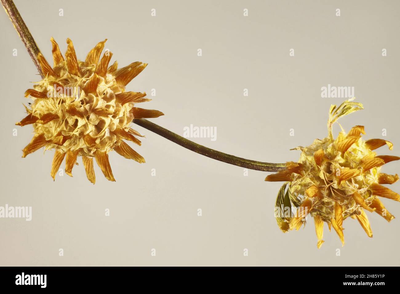 Prickly burr hi-res stock photography and images - Alamy