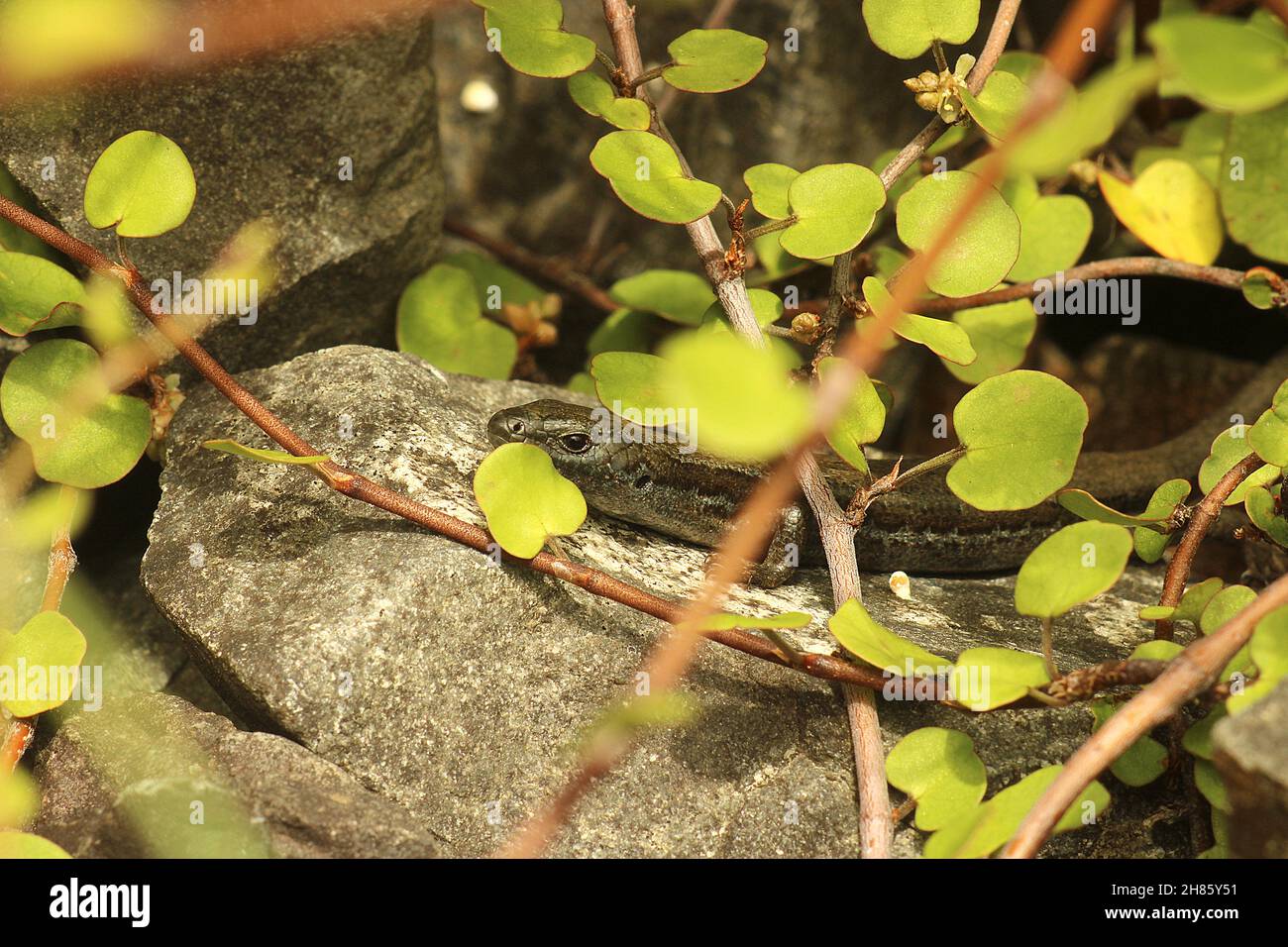 Grass skink (Oligosoma polychroma Stock Photo - Alamy