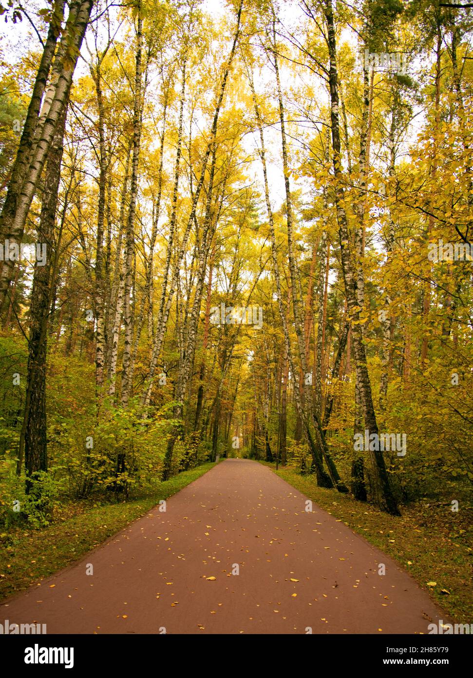 Graceful birch trees hi-res stock photography and images - Alamy