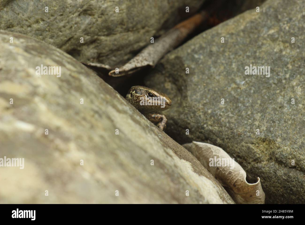 Grass skink (Oligosoma polychroma Stock Photo - Alamy