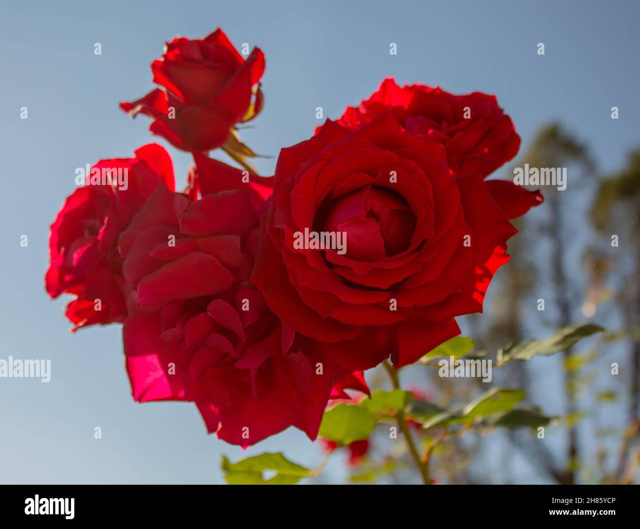 Rose vibes hi-res stock photography and images - Alamy