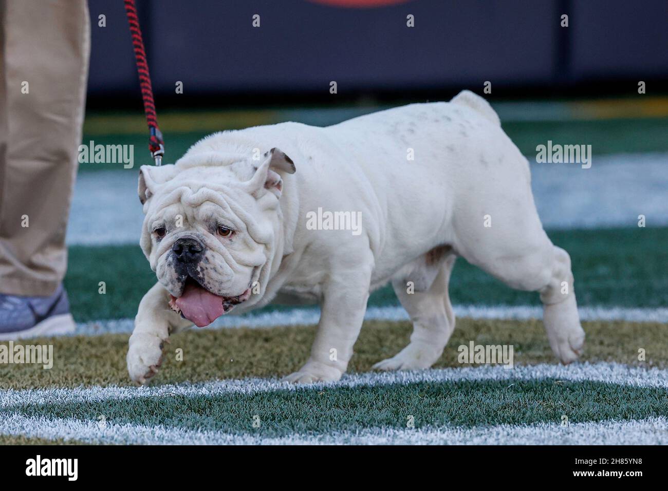 November 27, 2021: Georgia's mascot - UGGA - prior to the NCAA football ...