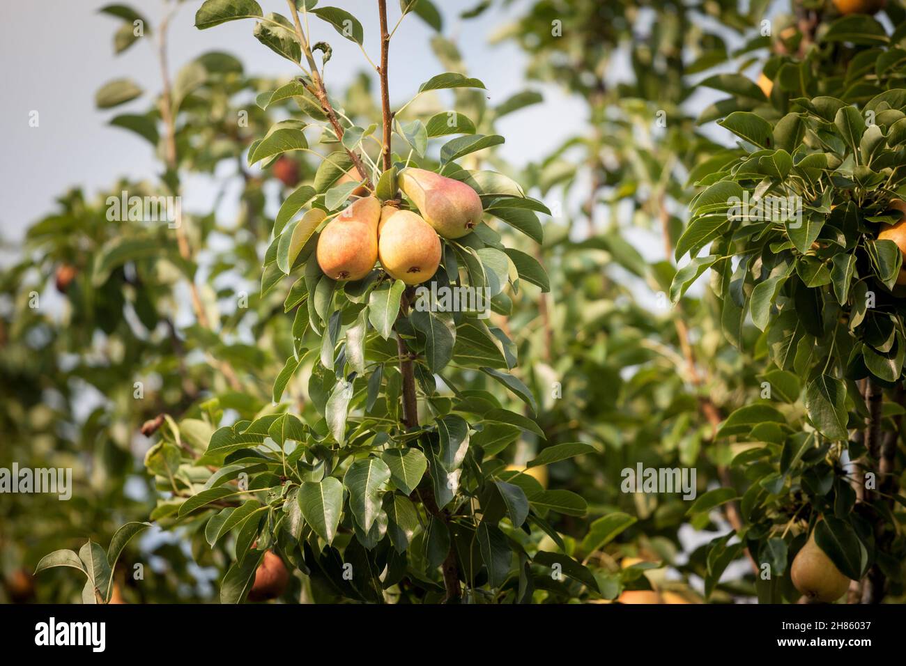 Picture of European pears on a pear tree. Pyrus communis, known as the ...