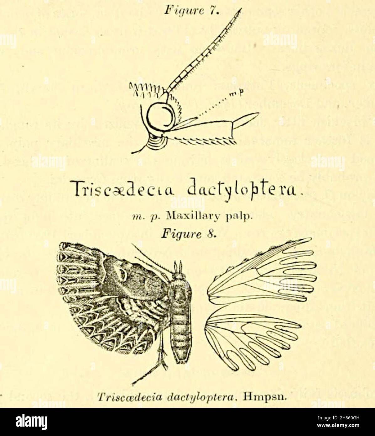 Spolia hi-res stock photography and images - Alamy