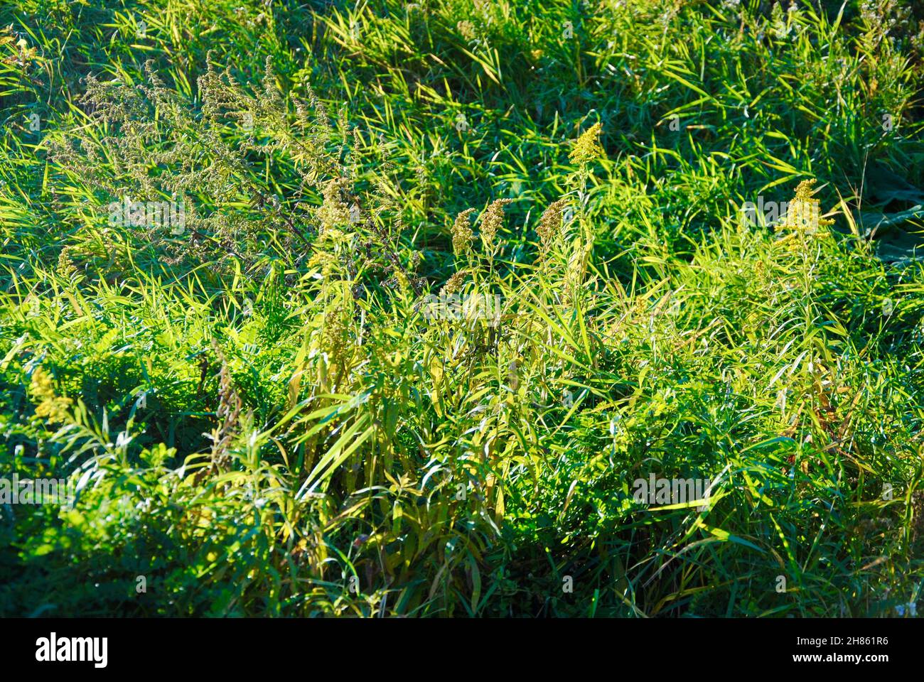 Wild grasses on embankment of Lake Erie at Lakewood Park, Lakewood ...
