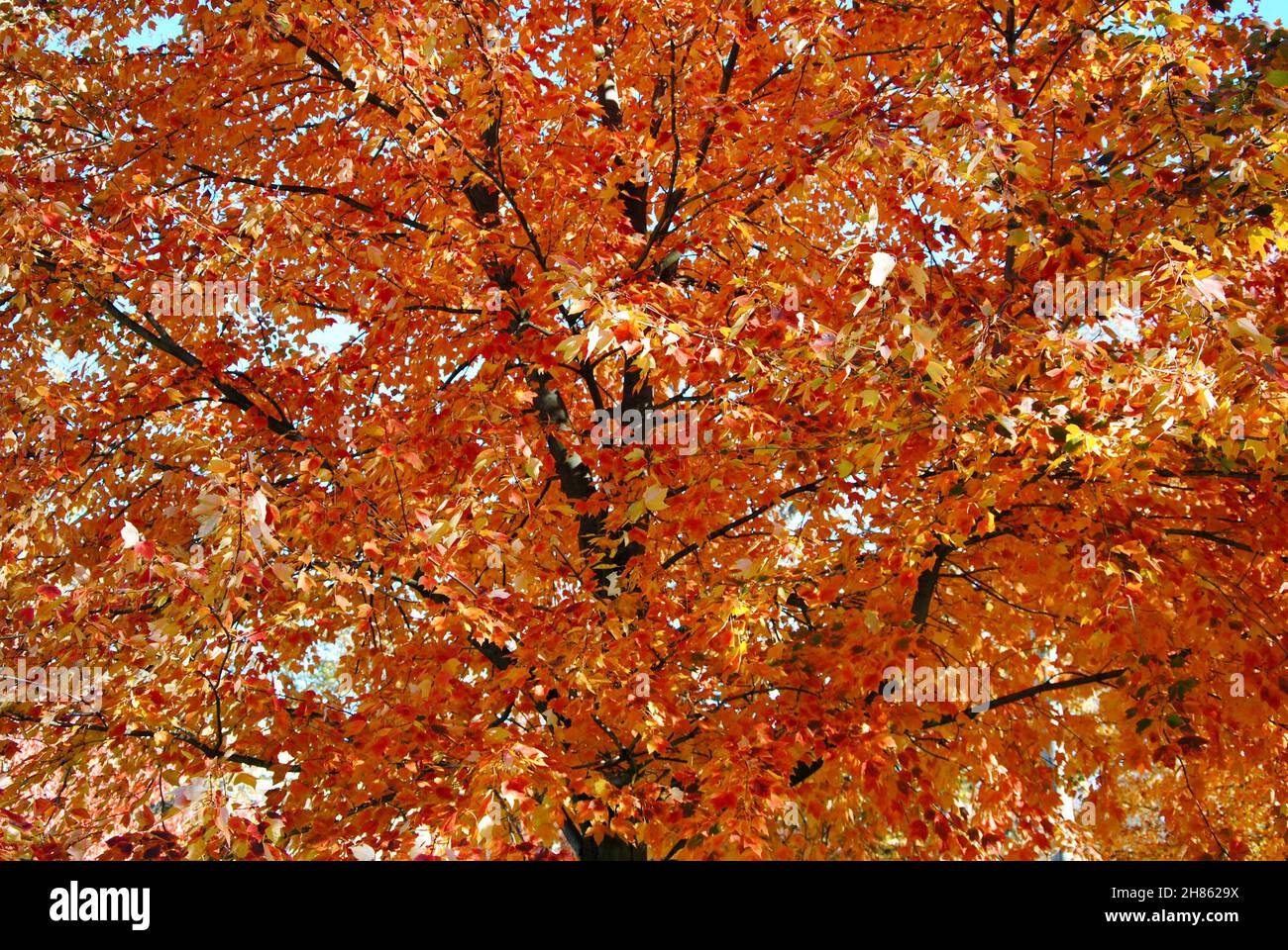 Tree with beautiful autumn leaves Stock Photo - Alamy