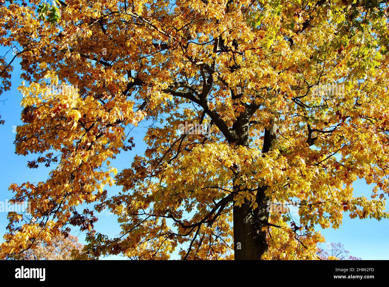 Tree with beautiful autumn leaves Stock Photo - Alamy