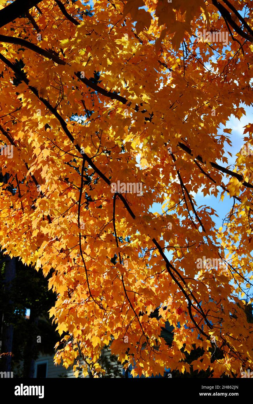 Buckeye tree ohio hi-res stock photography and images - Alamy