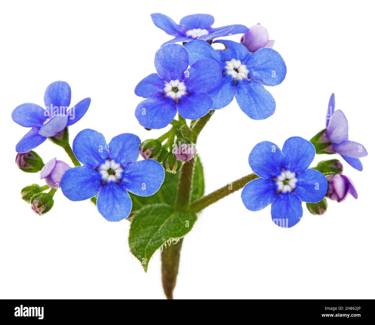 Blue flowers of brunnera, forget-me-not, myosotis, isolated on white ...