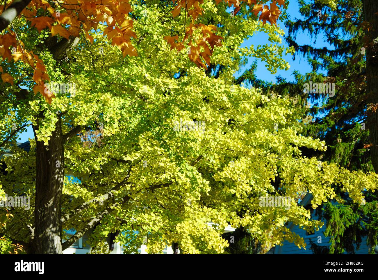 Light green colors hi-res stock photography and images - Alamy
