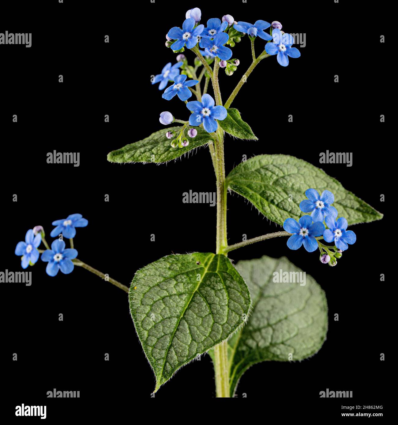 Blue flowers of brunnera, forget-me-not, myosotis, isolated on black ...