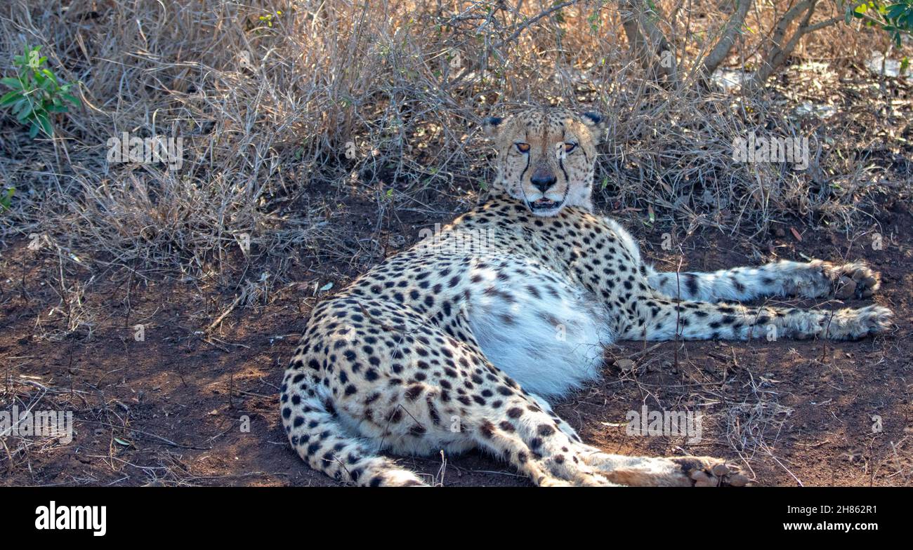 Cheetah botswana chobe national park hi-res stock photography and ...