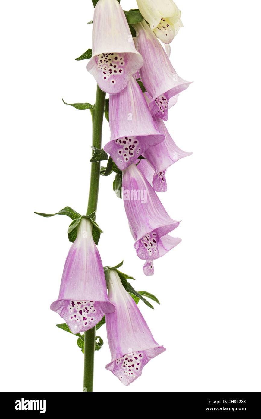 Digitalis purpurea foxglove detail Cut Out Stock Images & Pictures - Alamy