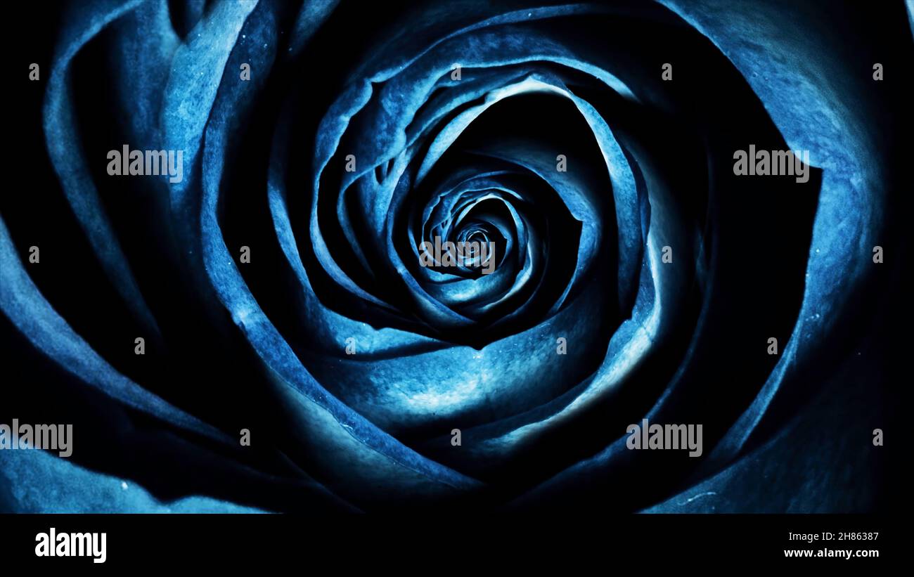 Close-up animation roses. Macro animation of cyclic movement of rosebud ...