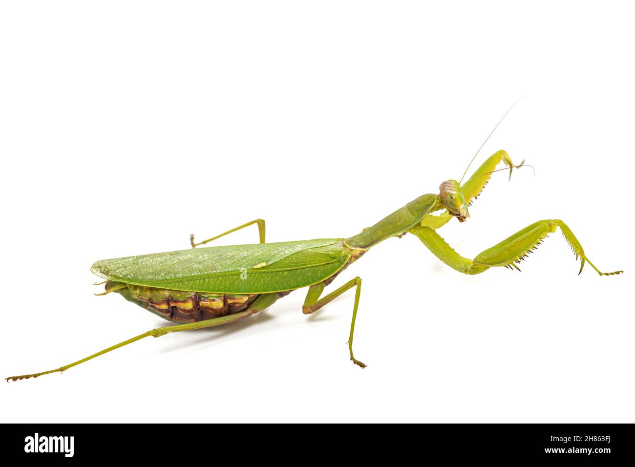 Mantis ordinary or mantis religious, isolated on white background Stock ...