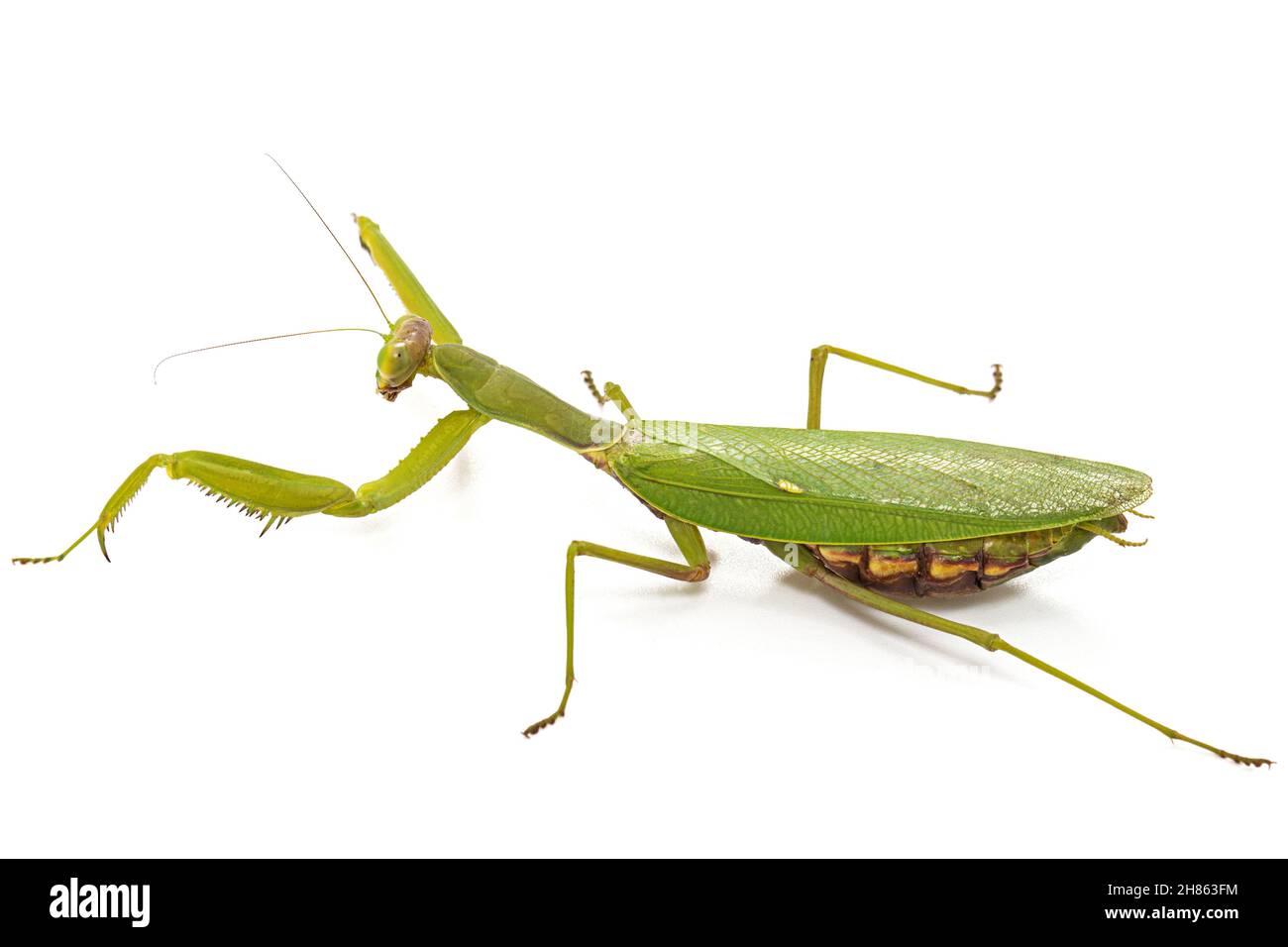 Mantis ordinary or mantis religious, isolated on white background Stock ...