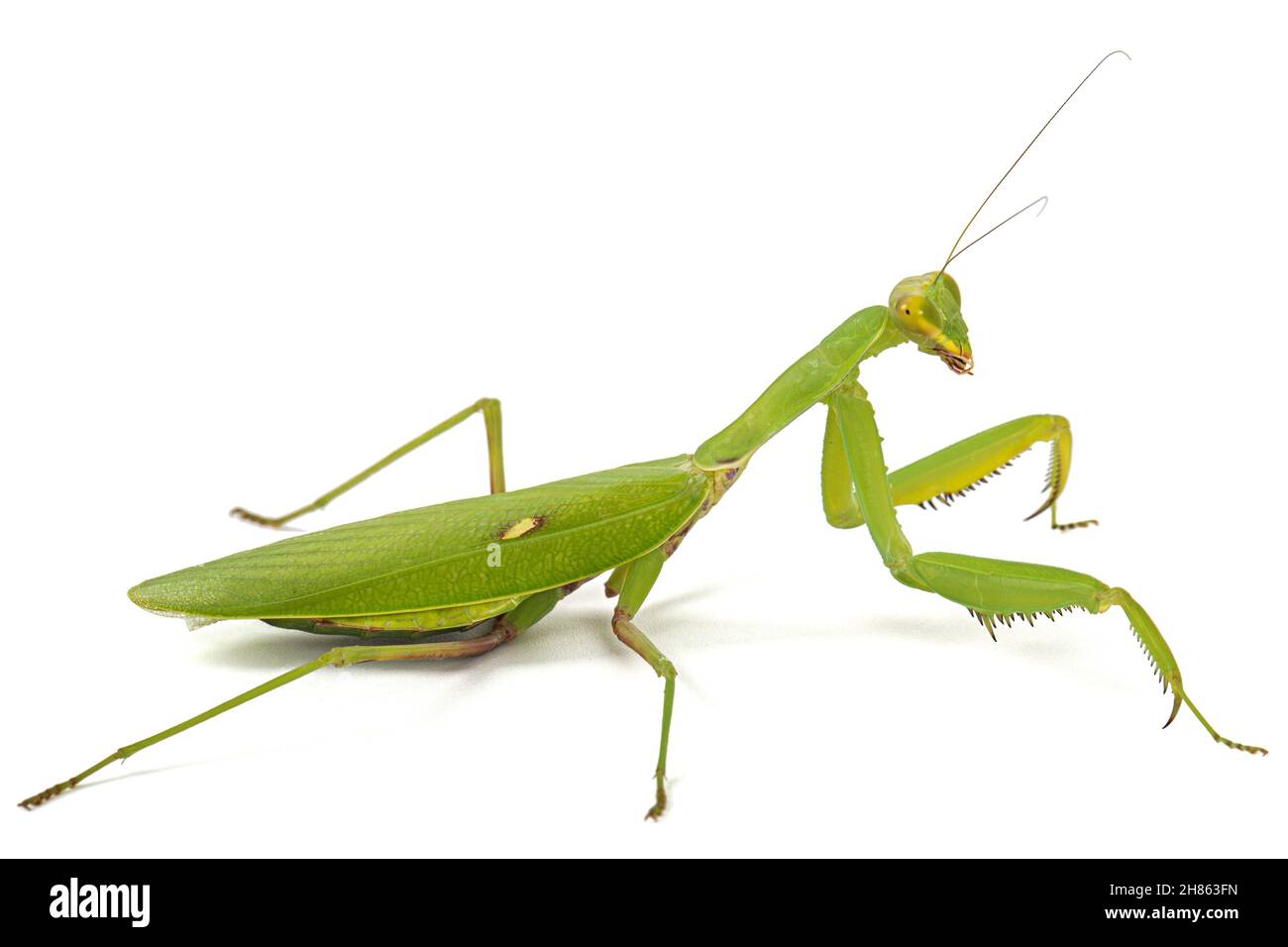 Mantis ordinary or mantis religious, isolated on white background Stock ...