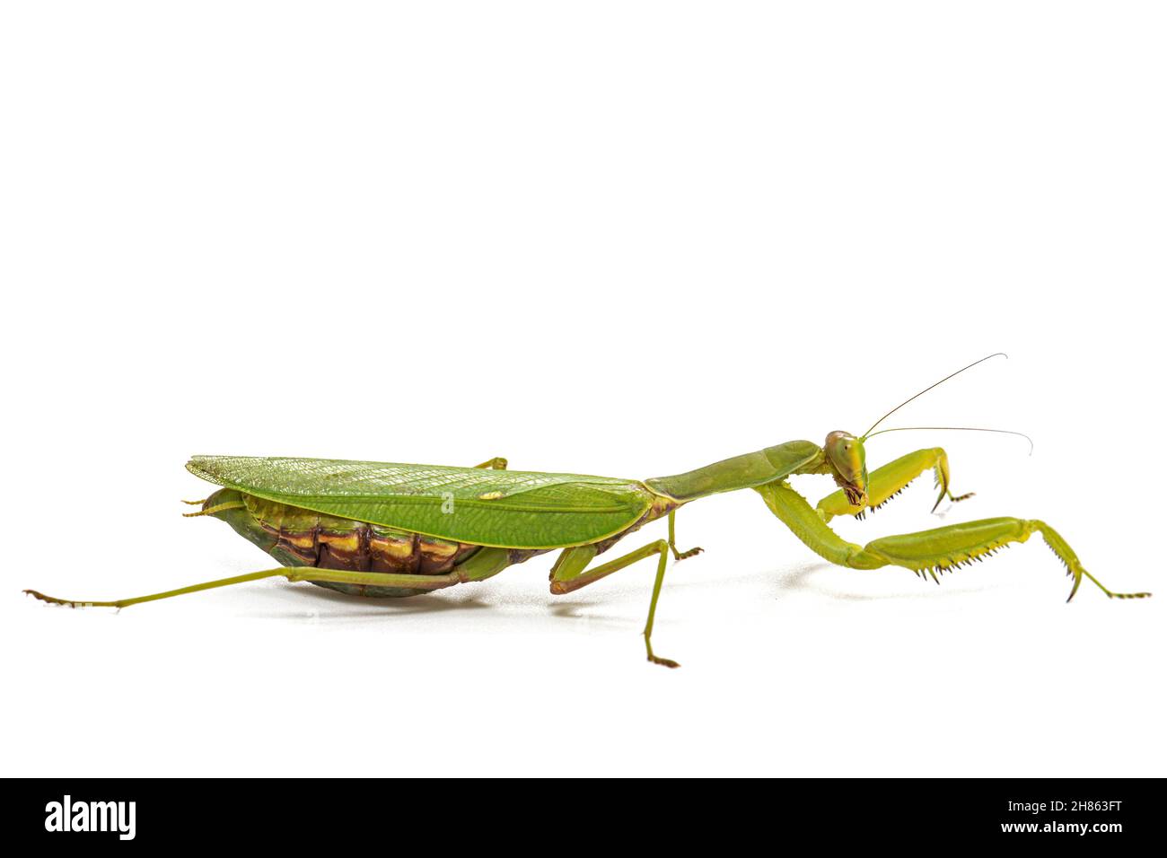 Mantis religiosa cannibalism hi-res stock photography and images - Alamy