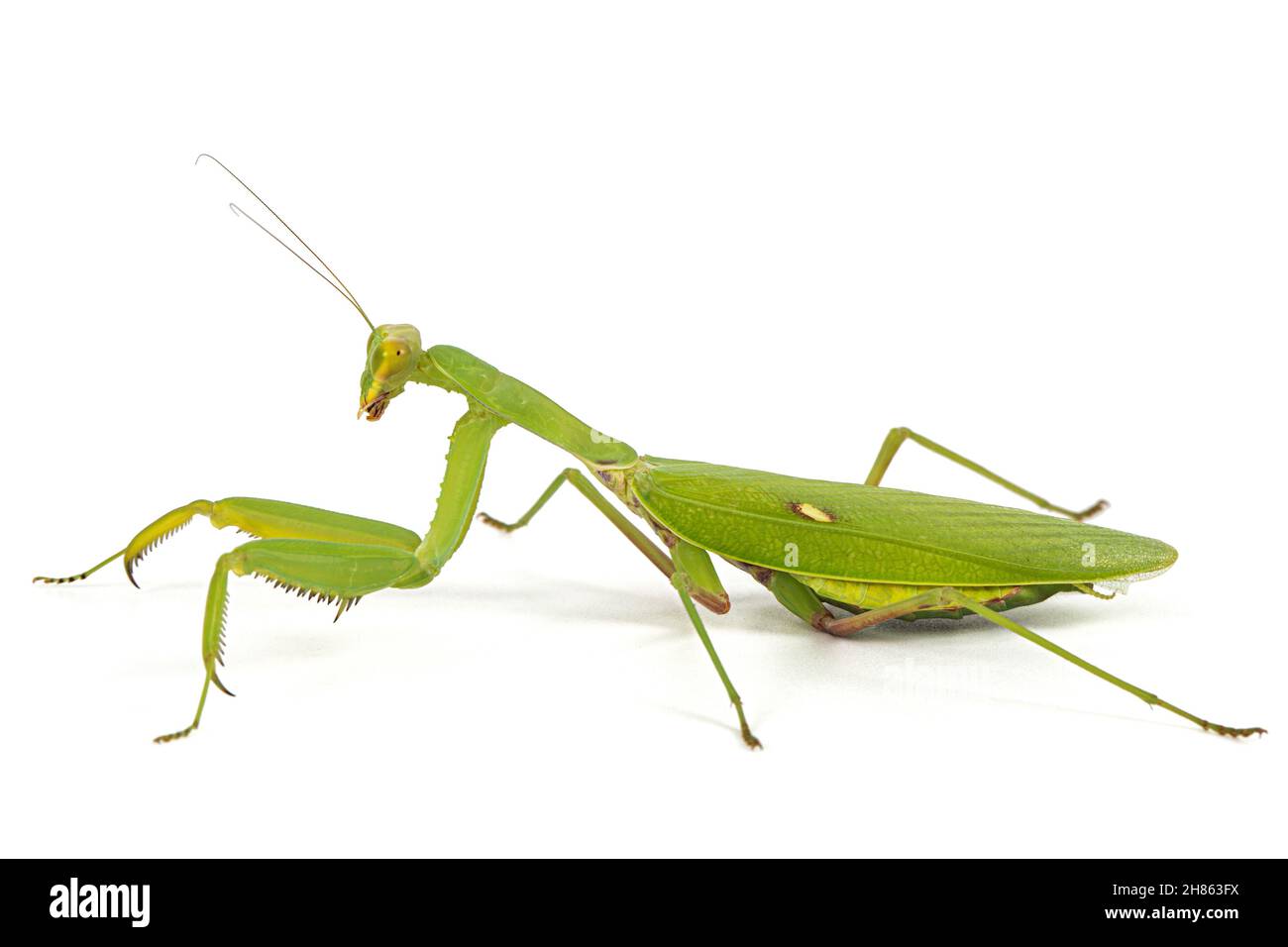 Mantis ordinary or mantis religious, isolated on white background Stock ...