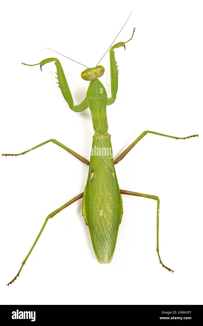 Mantis ordinary or mantis religious, isolated on white background Stock ...