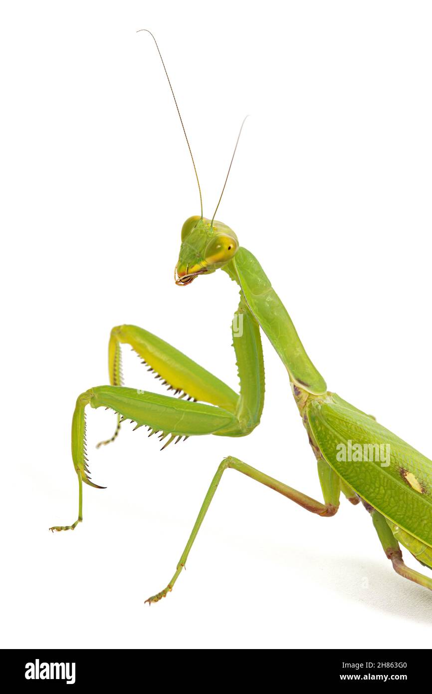 Mantis ordinary or mantis religious, isolated on white background Stock ...