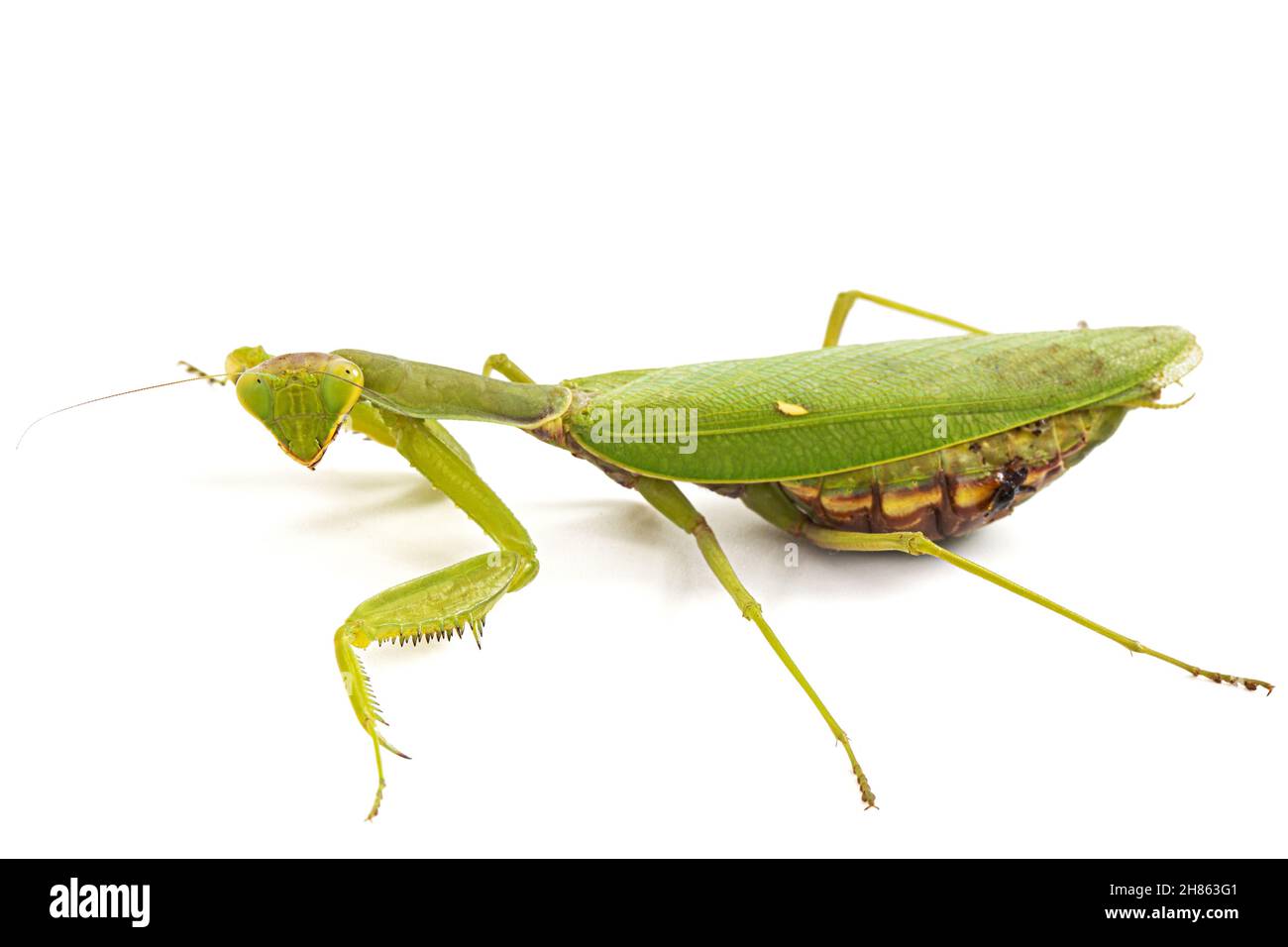 Mantis ordinary or mantis religious, isolated on white background Stock ...