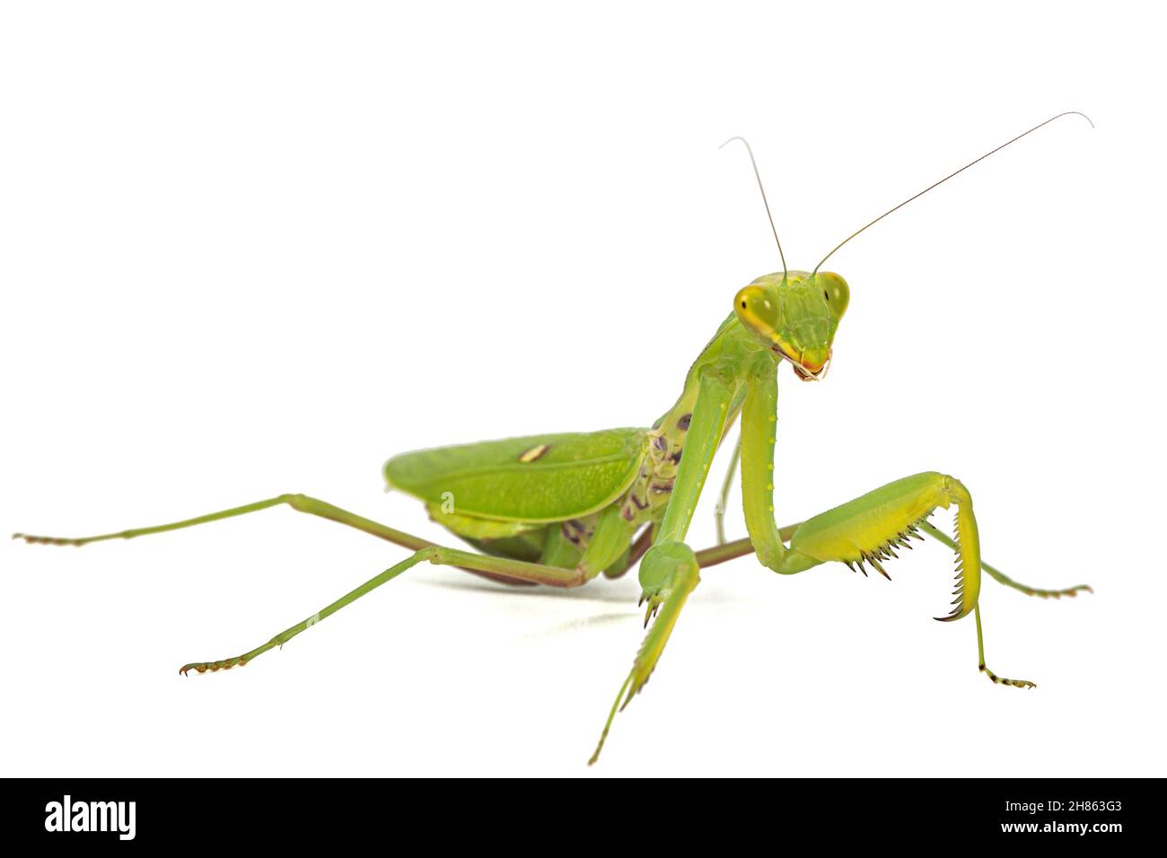 Mantis ordinary or mantis religious, isolated on white background Stock ...