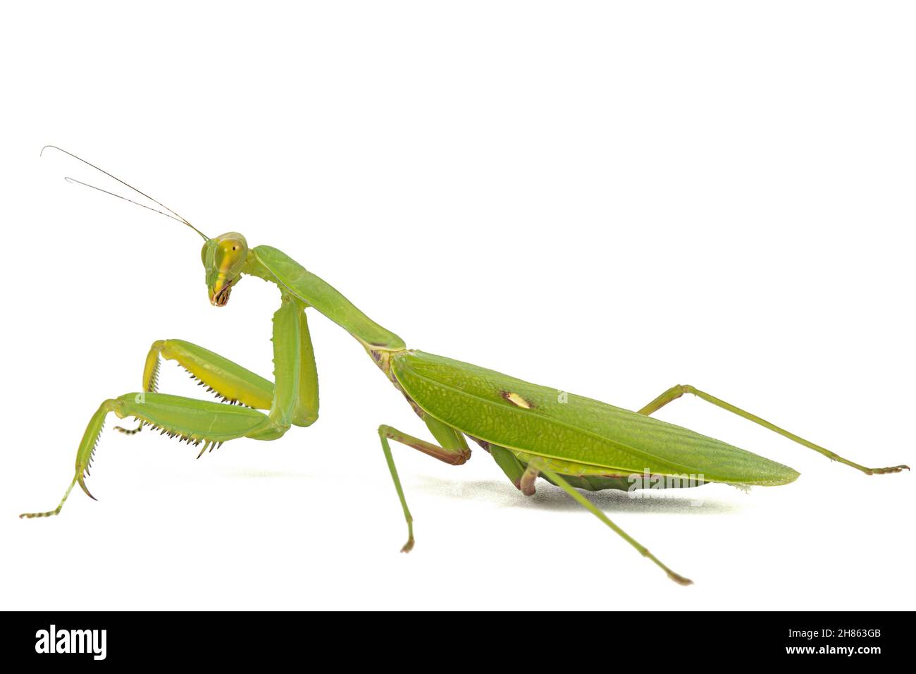 Mantis religiosa cannibalism hi-res stock photography and images - Alamy