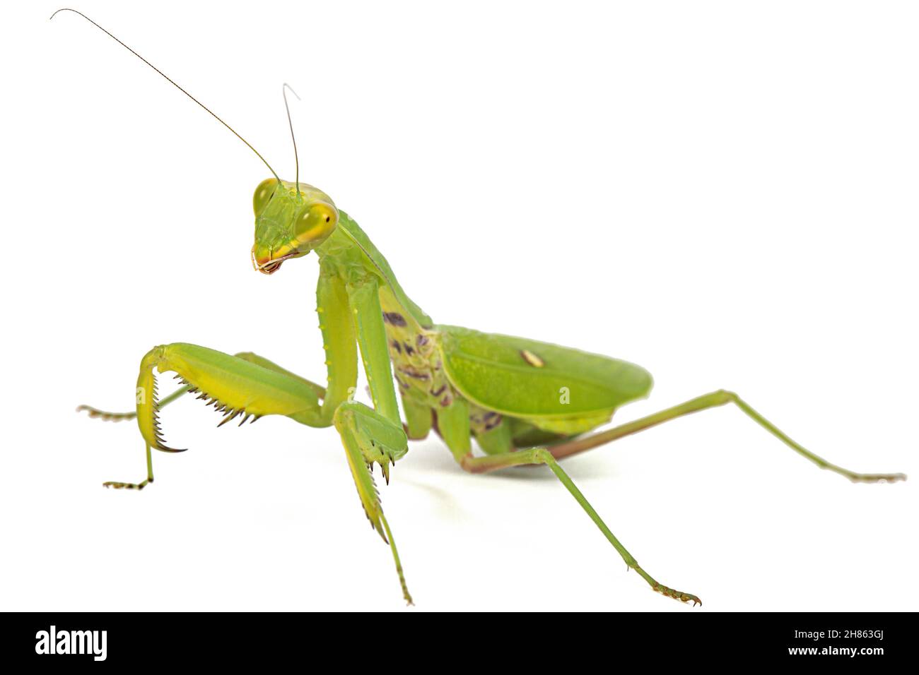 Mantis ordinary or mantis religious, isolated on white background Stock ...