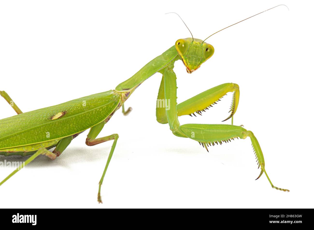 Mantis ordinary or mantis religious, isolated on white background Stock ...