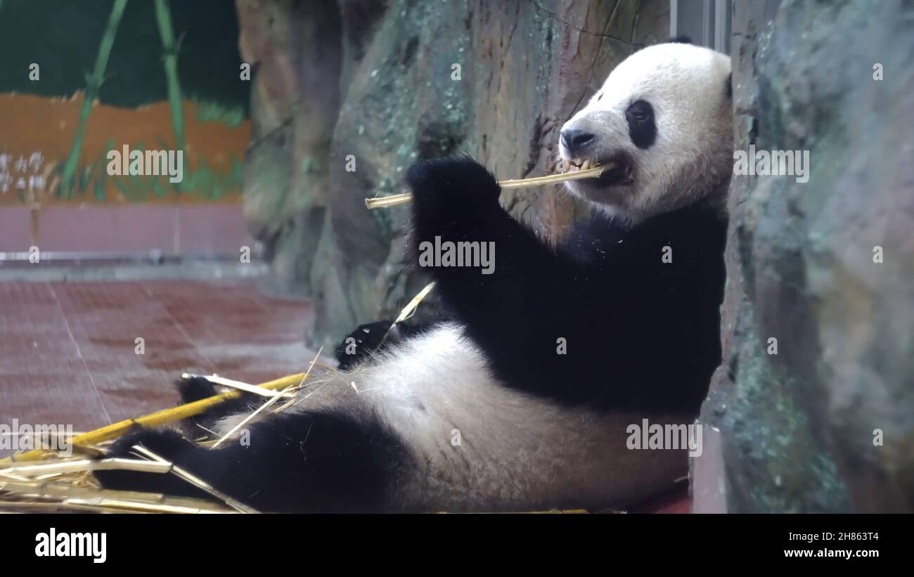 Panda eats bamboo stalks at zoo. Media. Chubby Panda sits lazily and ...