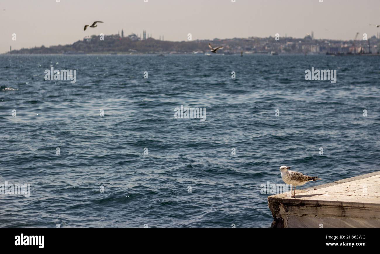 A blue seascape from Istanbul coast, Turkey Stock Photo - Alamy