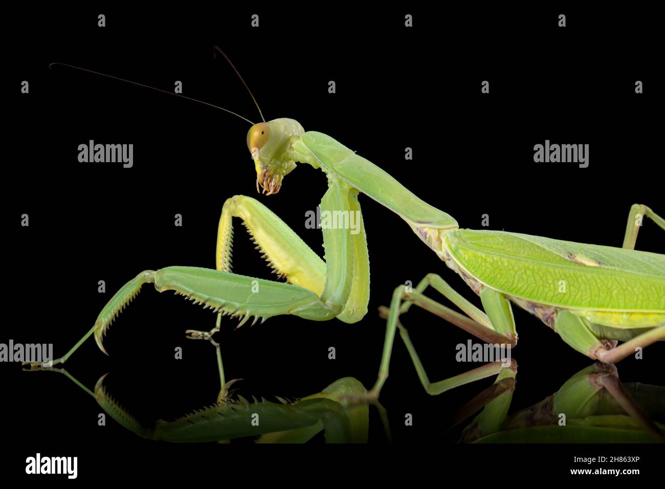 Mimicry black background hi-res stock photography and images - Alamy