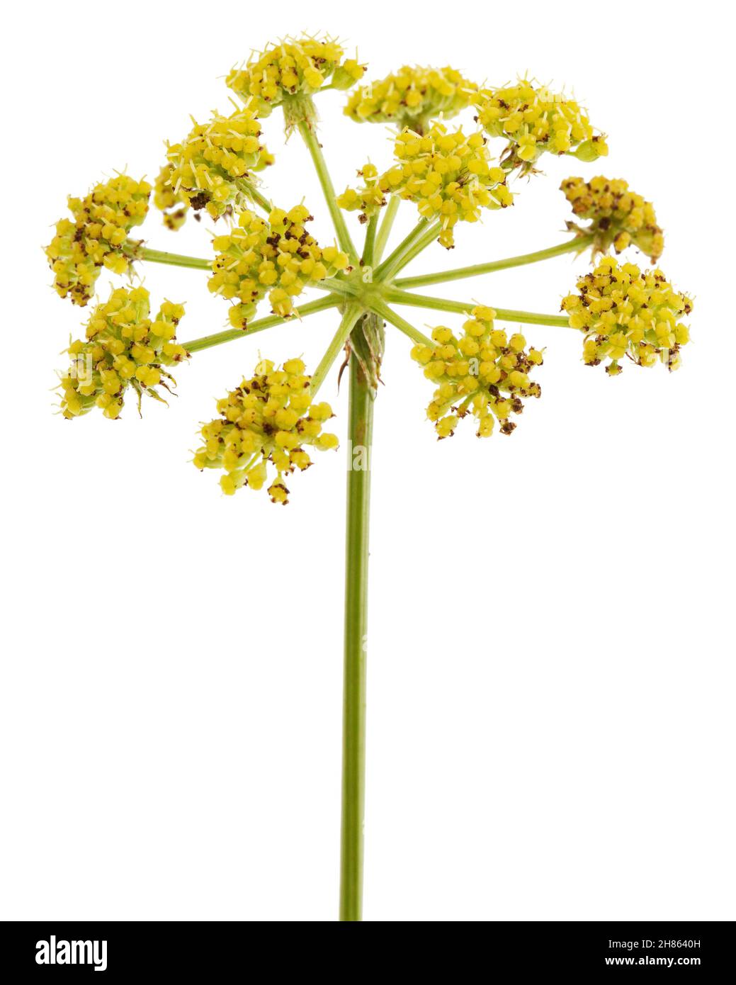 Inflorescence flowers of lovage, lat. Levisticum officinale, isolated ...