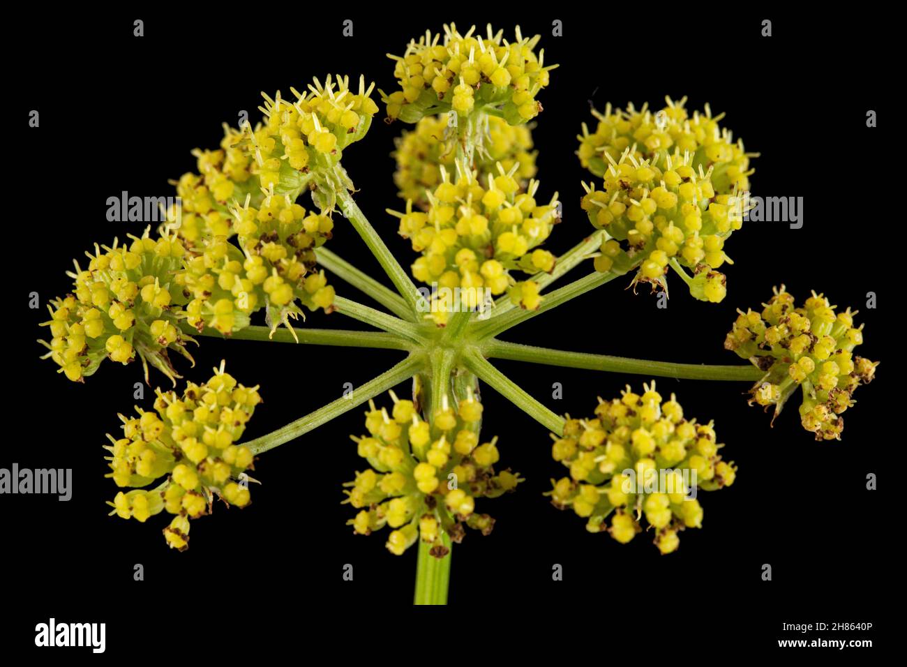 Inflorescence flowers of lovage, lat. Levisticum officinale, isolated ...