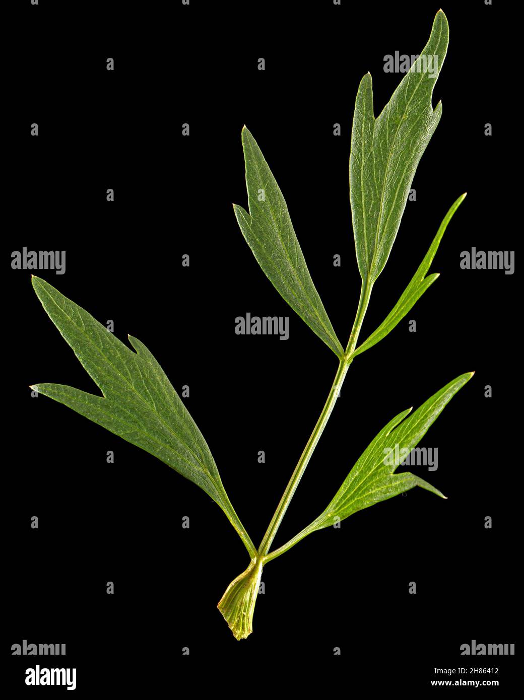 Fresh green leaf of lovage, lat. Levisticum officinale, isolated on ...