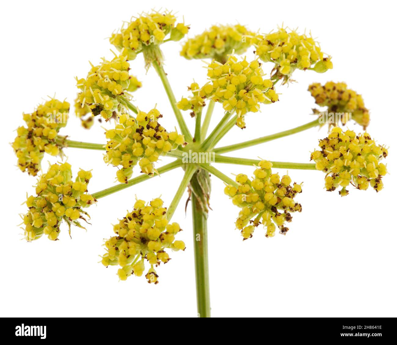 Inflorescence flowers of lovage, lat. Levisticum officinale, isolated ...