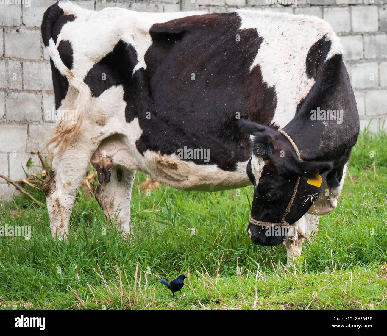 A black-and-white cow curiously watching a bird Stock Photo - Alamy