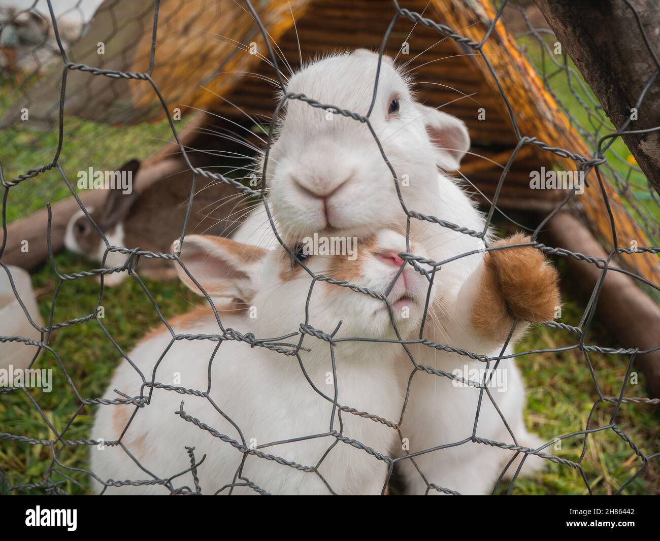 Baby hugging bunny hi-res stock photography and images - Alamy