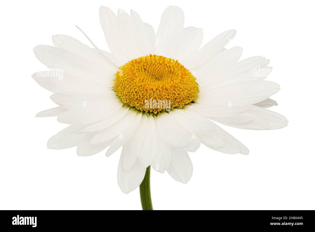 White flower of chamomile, lat. Matricaria, isolated on white background Stock Photo - Alamy