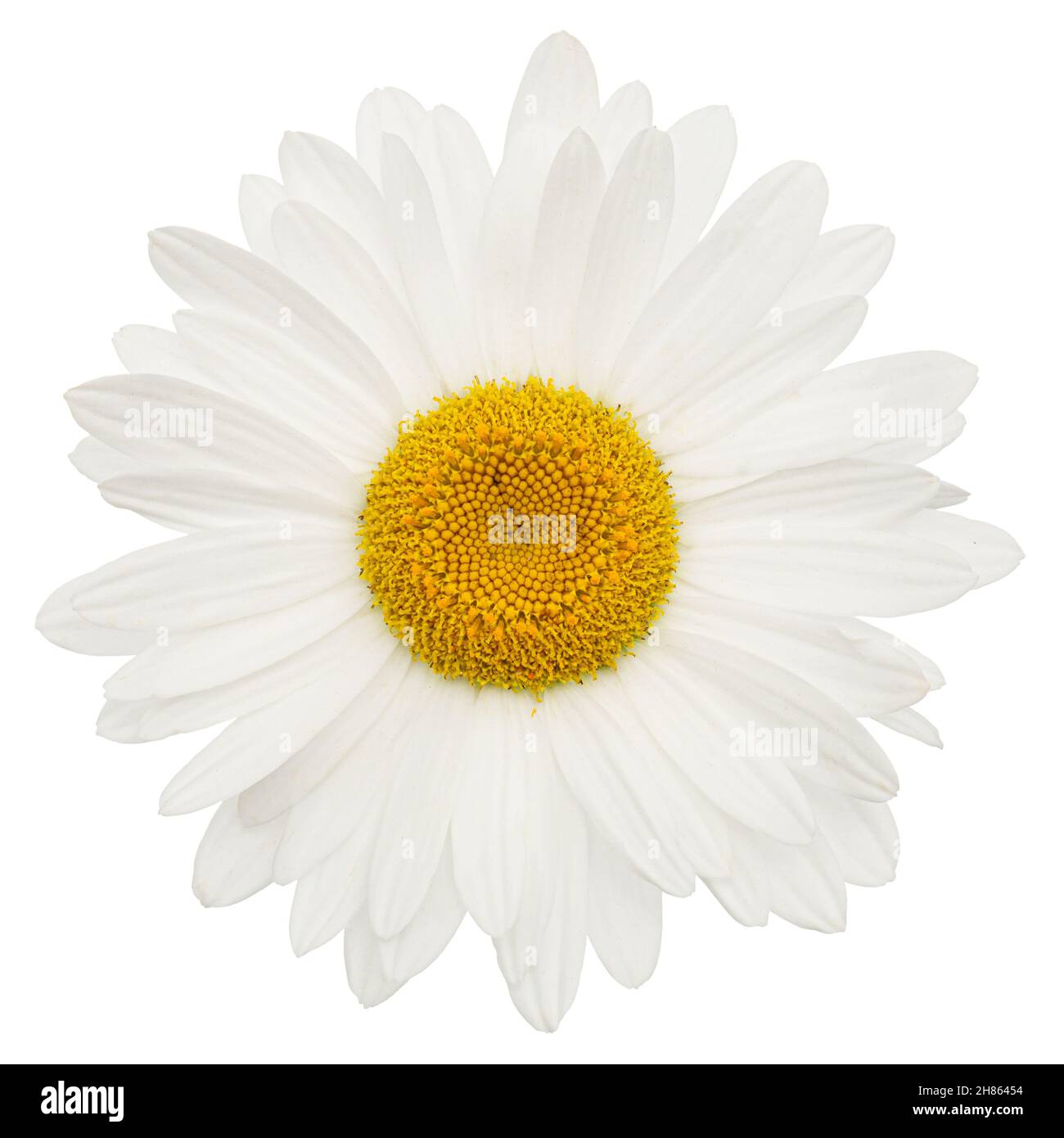 White flower of chamomile, lat. Matricaria, isolated on white ...