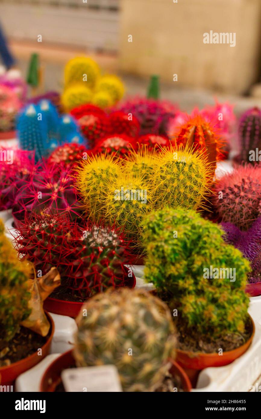 A vertical shot of different types of colorful cactuses Stock Photo - Alamy