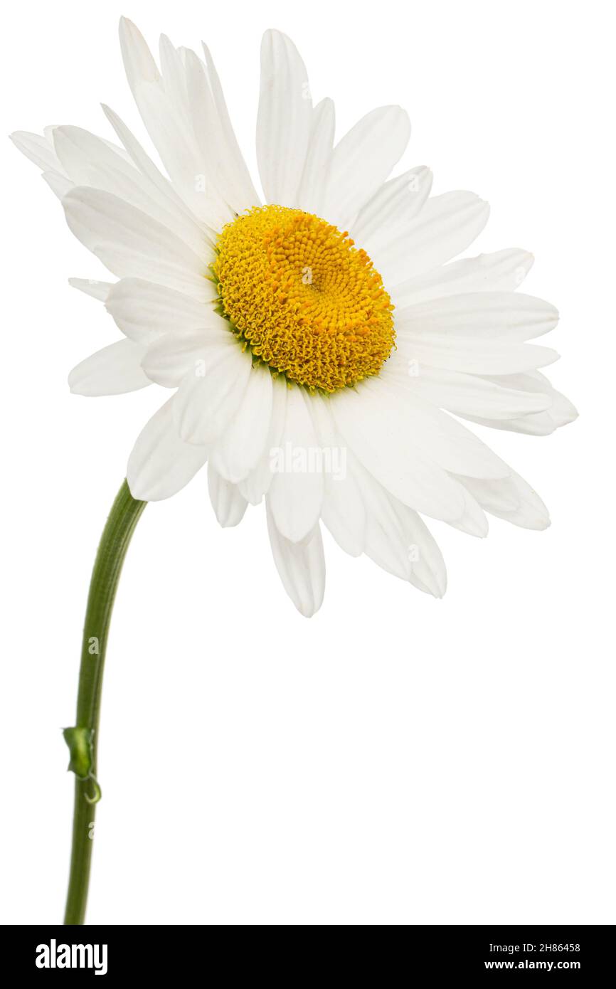 White flower of chamomile, lat. Matricaria, isolated on white ...