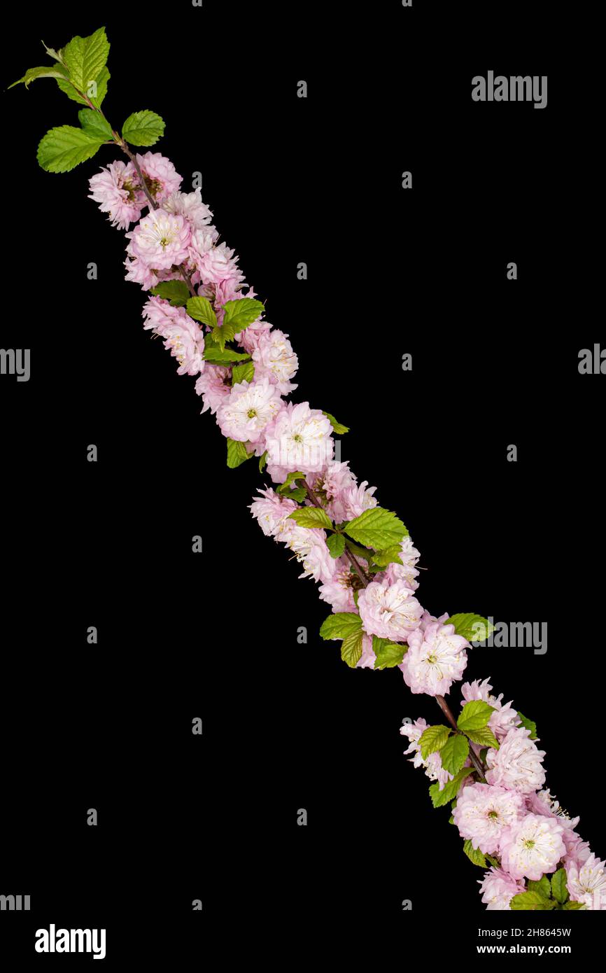 Twig of blooming almond, pink flower of almond, isolated on black ...