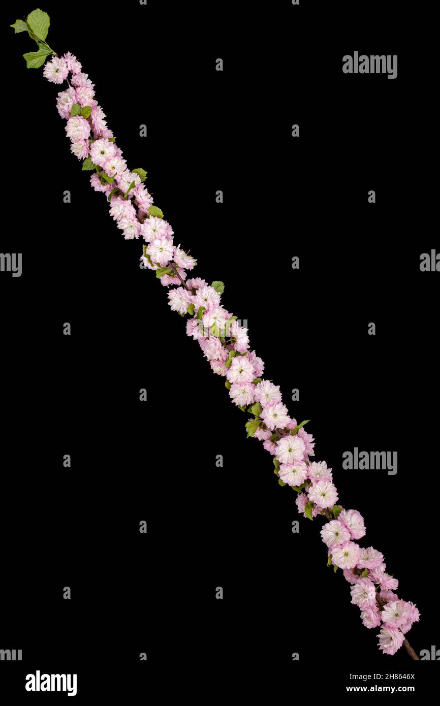 Twig of blooming almond, pink flower of almond, isolated on black ...