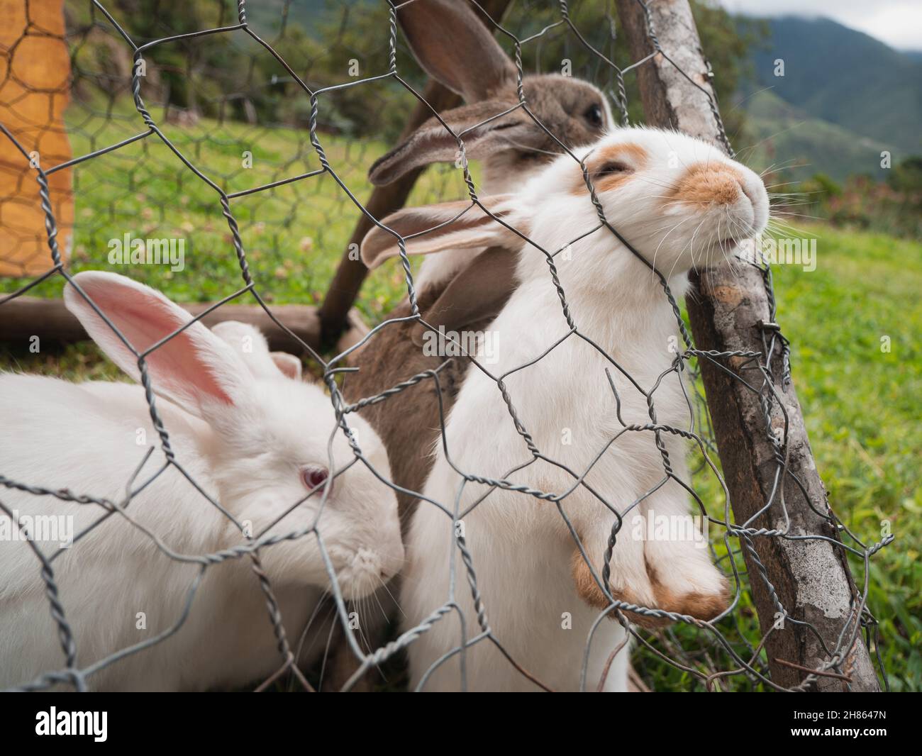 A family of adorable fluffy rabbits in the cage Stock Photo - Alamy