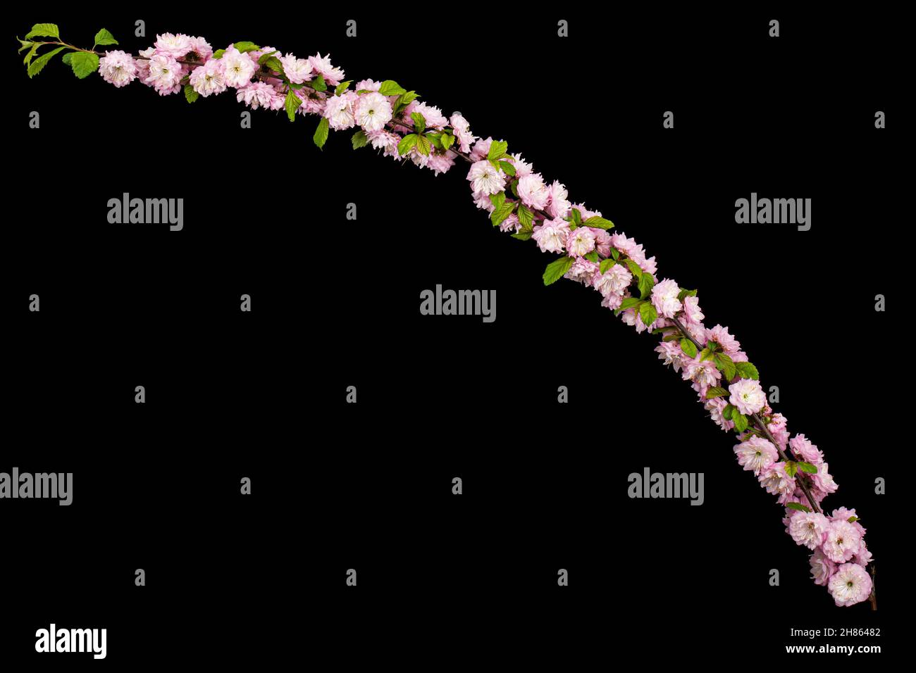 Twig of blooming almond, pink flower of almond, isolated on black ...