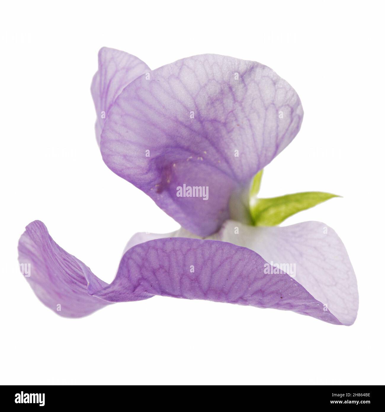 Violet flower of sweet pea, isolated on white background Stock Photo ...
