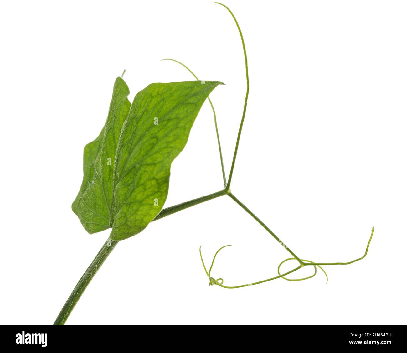 Green leaves and tendrils of sweet pea, isolated on white background ...