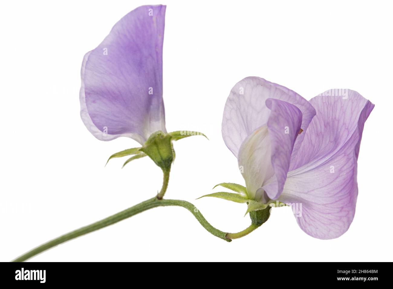 Violet flower of sweet pea, isolated on white background Stock Photo ...